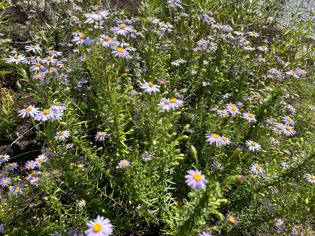 Stiff Aster - Ionactis linariifolius – Bagley Pond Perennials