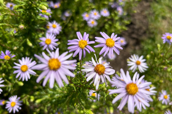 Stiff Aster - Ionactis linariifolius – Bagley Pond Perennials