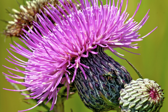 Swamp Thistle - Cirsium muticum – Bagley Pond Perennials