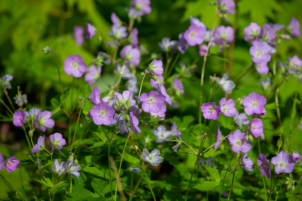 Wild Geranium - Geranium maculatum – Bagley Pond Perennials