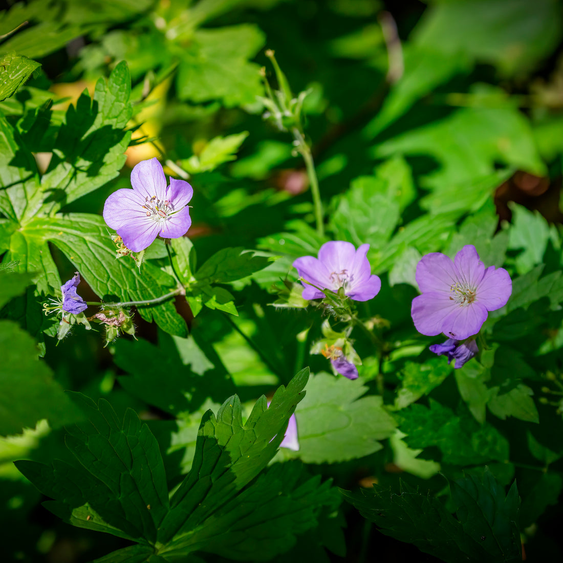 Wild Geranium - Geranium maculatum – Bagley Pond Perennials