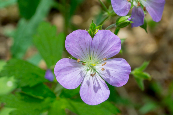 Wild Geranium - Geranium maculatum – Bagley Pond Perennials