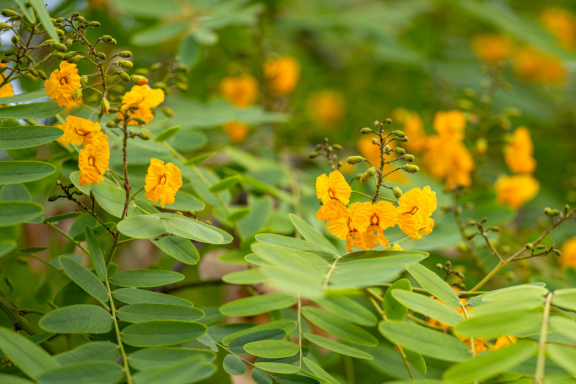 Wild Senna - Senna hebecarpa – Bagley Pond Perennials
