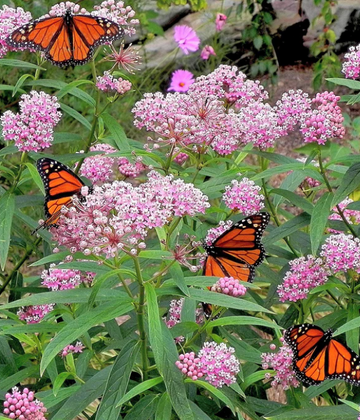 Bagley Pond Perennials - organic native plants in New Hampshire farm