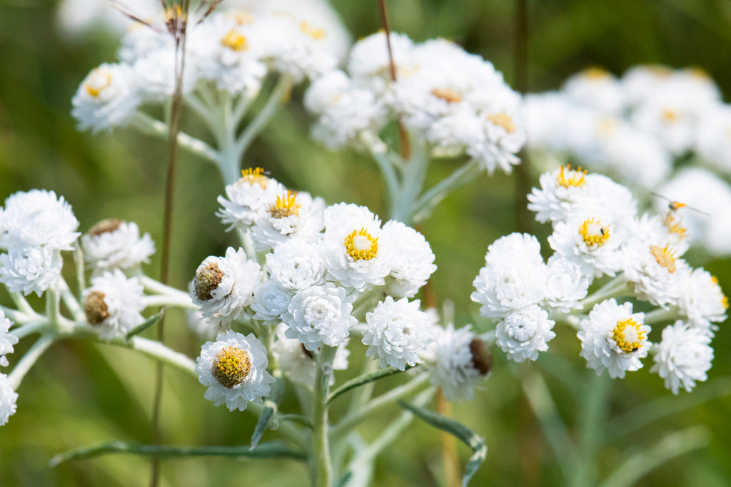 Pearly Everlasting - Anaphalis margaritacea – Bagley Pond Perennials