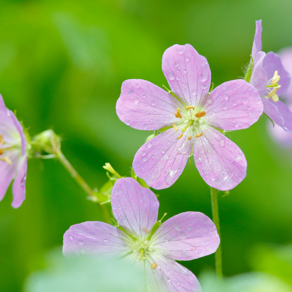 Wild Geranium - Geranium maculatum – Bagley Pond Perennials