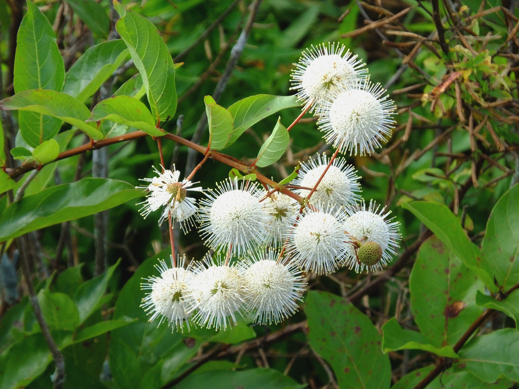 Buttonbush - Cephalanthus occidentalis – Bagley Pond Perennials
