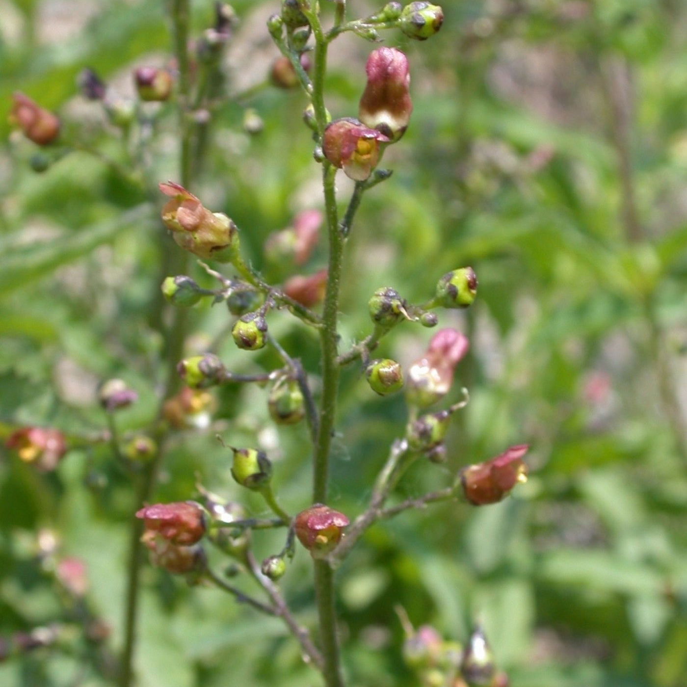 Early Figwort - Scrophularia lanceolata – Bagley Pond Perennials