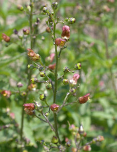 Early Figwort - Scrophularia lanceolata – Bagley Pond Perennials