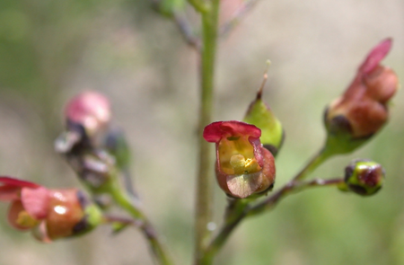 Early Figwort - Scrophularia lanceolata – Bagley Pond Perennials