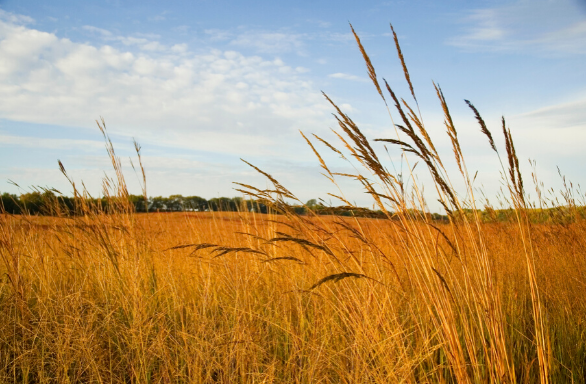 Indian Grass - Sorghastrum nutans