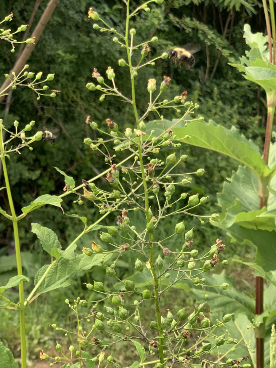Late Figwort - Scrophularia marilandica – Bagley Pond Perennials