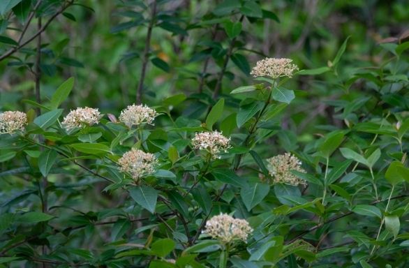 Wild Raisin - Viburnum cassinoides /nudum – Bagley Pond Perennials
