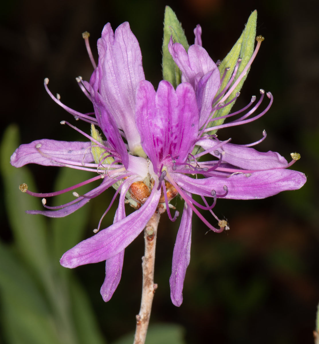 The Rhodora Flower | Best Flower Site
