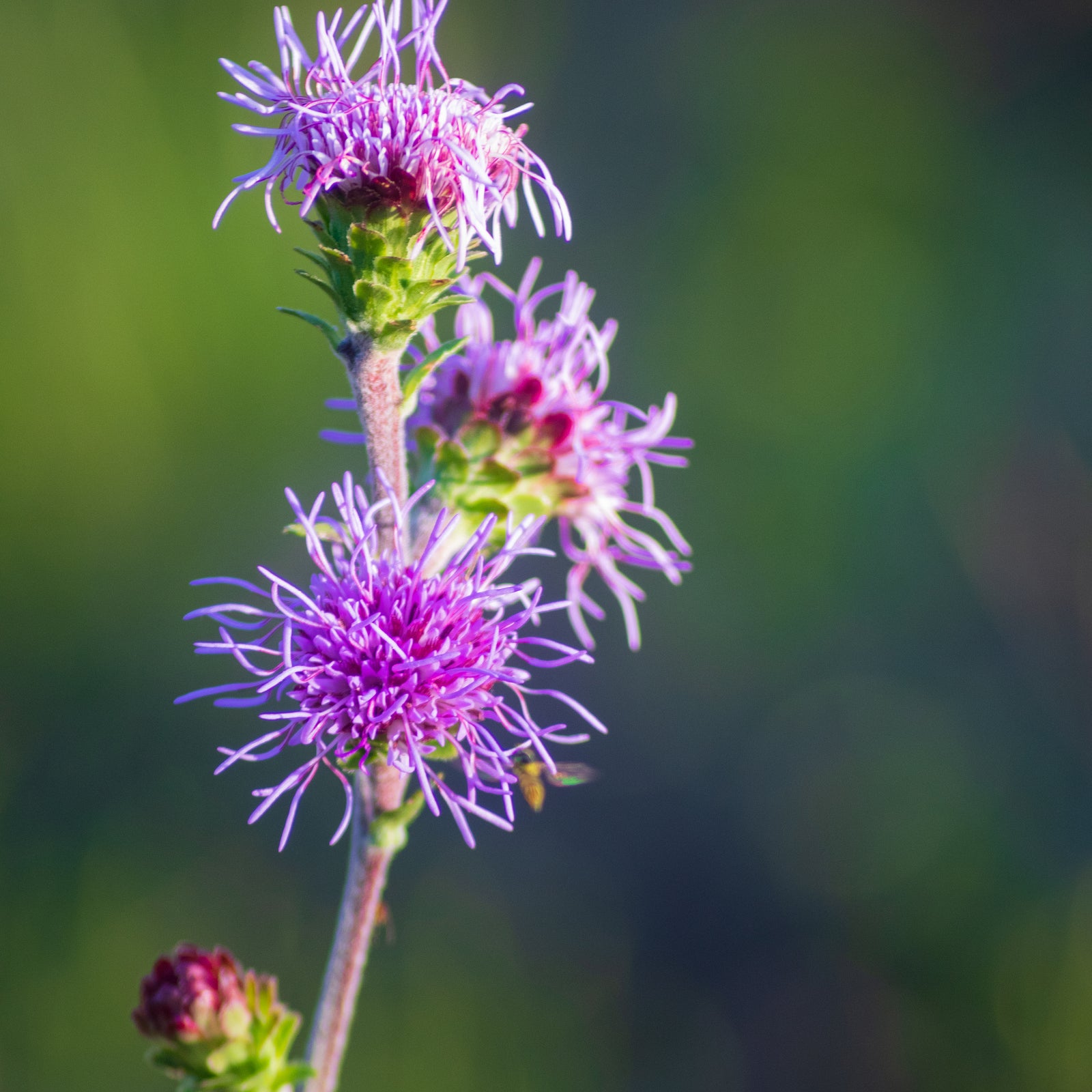 Button Blazing Star - Liatris aspera – Bagley Pond Perennials