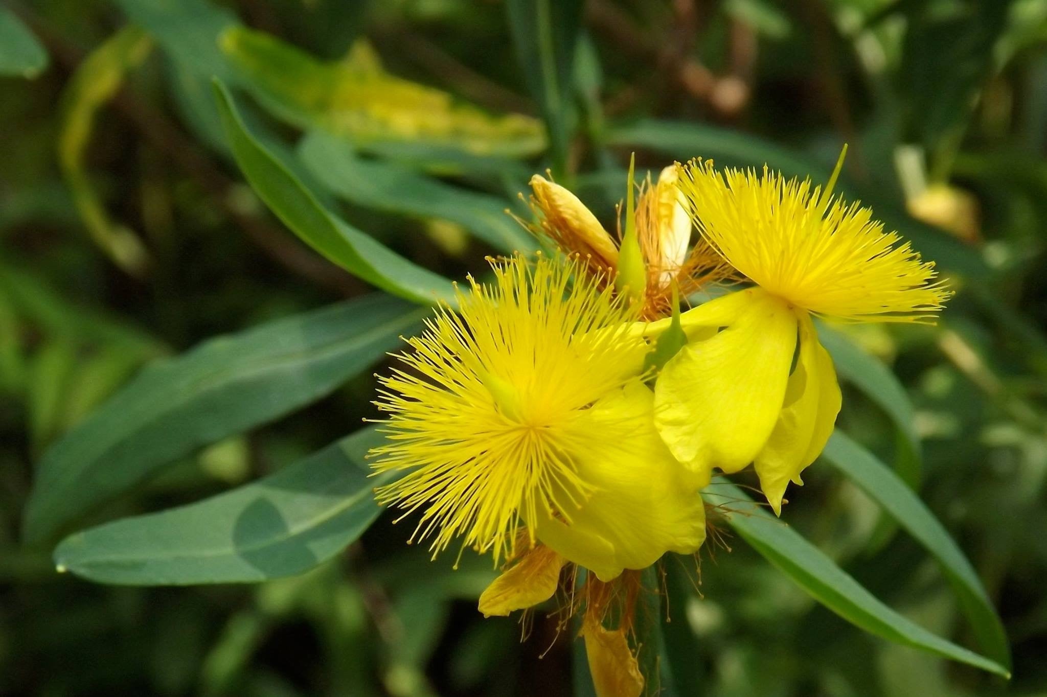 yellow hypericum shrub