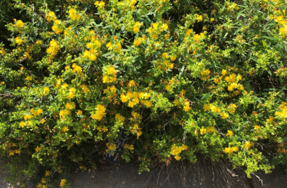 hypericum bush