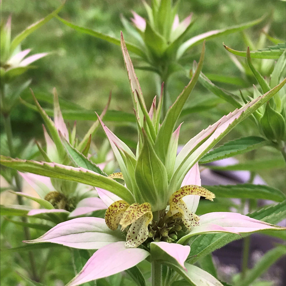 Spotted Bee Balm - Monarda punctata – Bagley Pond Perennials