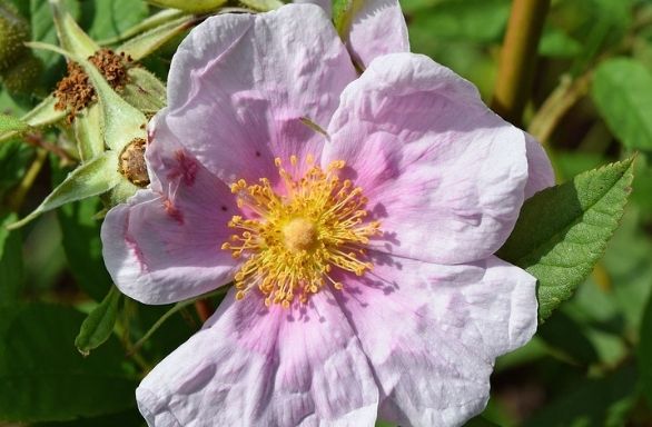Wetlands Rose -Rosa palustris – Bagley Pond Perennials