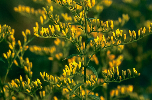Sweet Goldenrod - Solidago odora – Bagley Pond Perennials