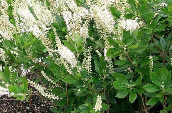 Sweet Pepperbush - Clethra alnifolia – Bagley Pond Perennials