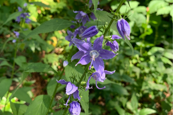 Tall American Bellflower - Campanula americana – Bagley Pond Perennials