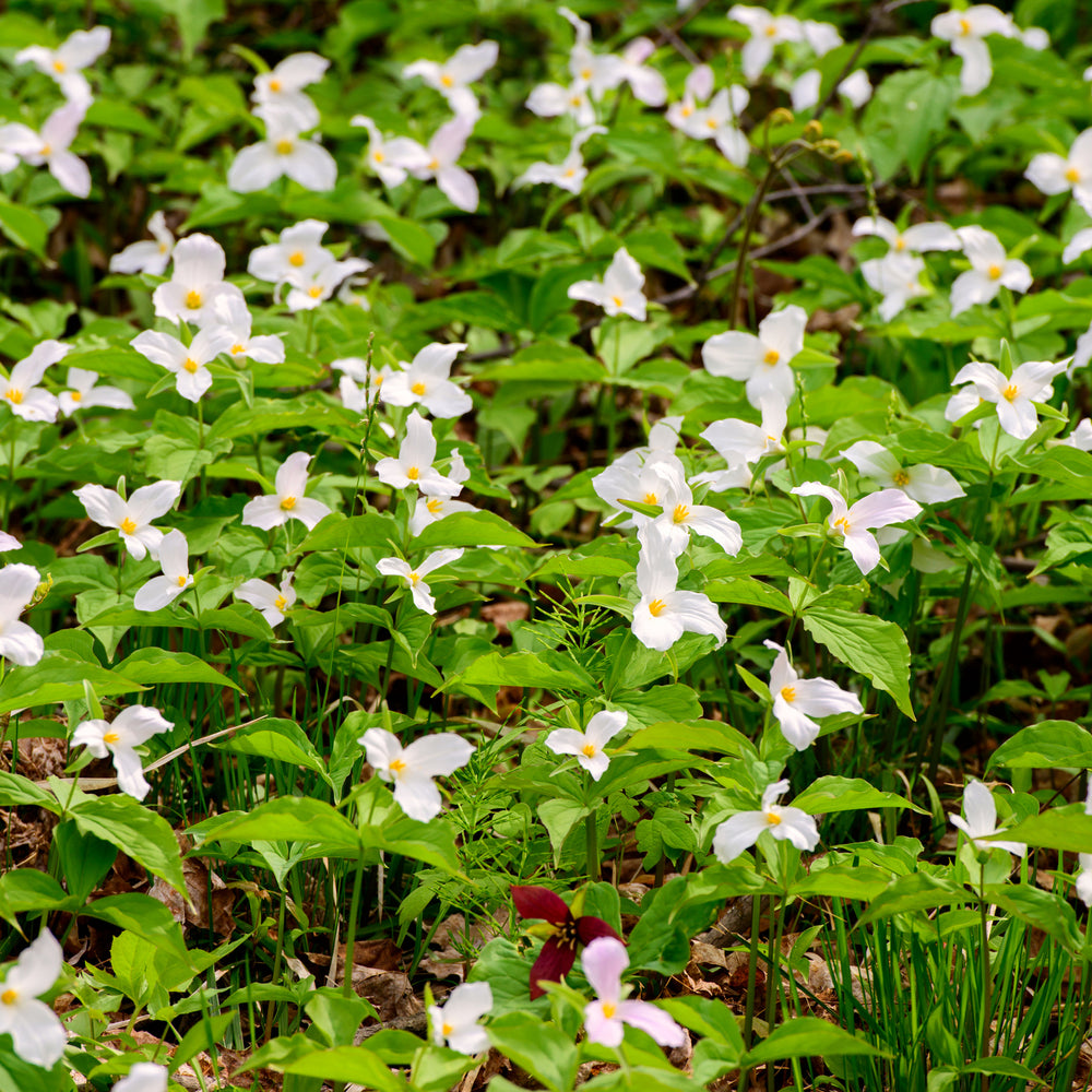 White Trillium - Trillium grandiflorum