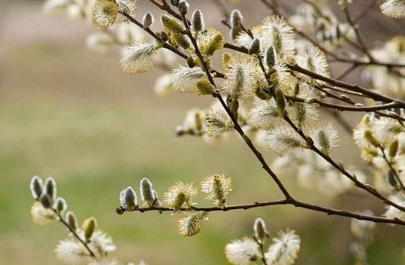 willows flowers